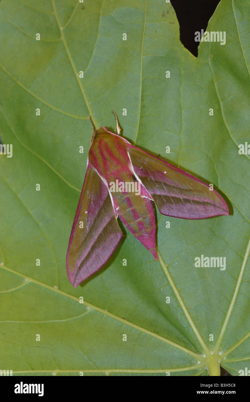 Elephant Hawk moth Deilephila elpenor Stock Photo - Alamy