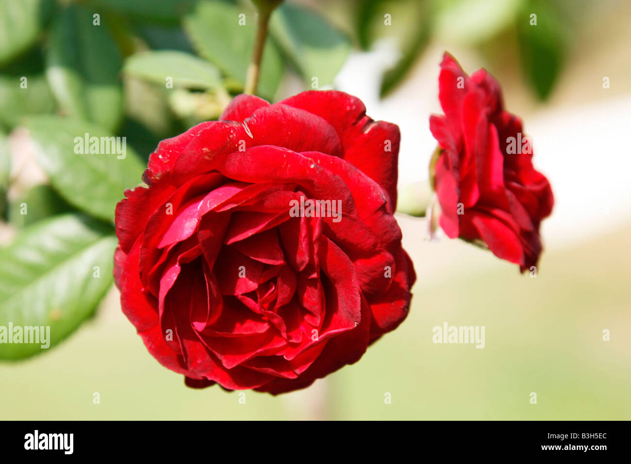 A Rose flower Stock Photo - Alamy