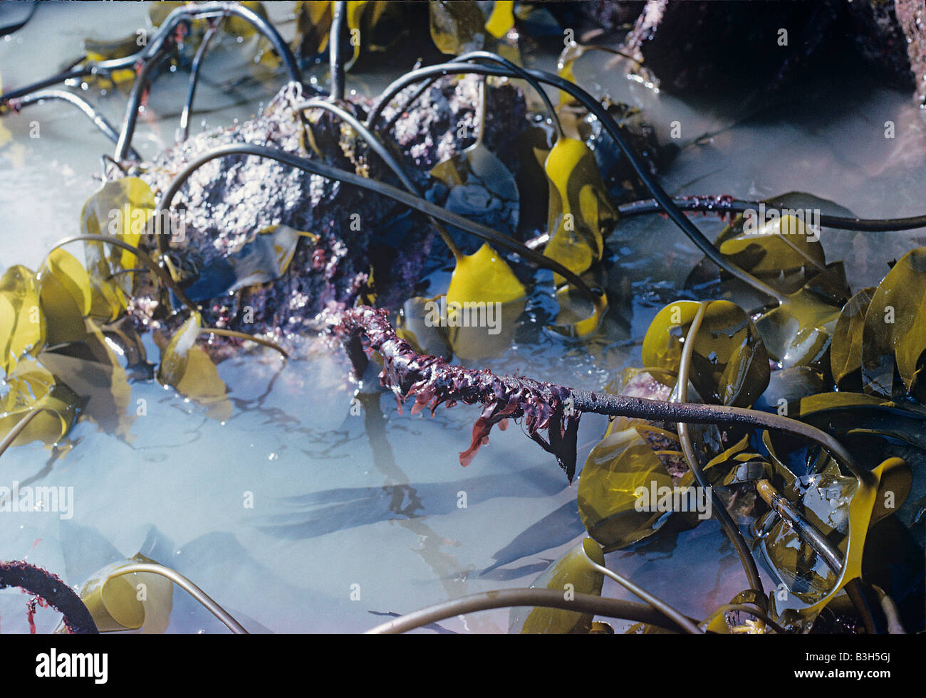 Oarweeds or kelp Laminaria digitata brown seaweedsexposed at LWST with ...