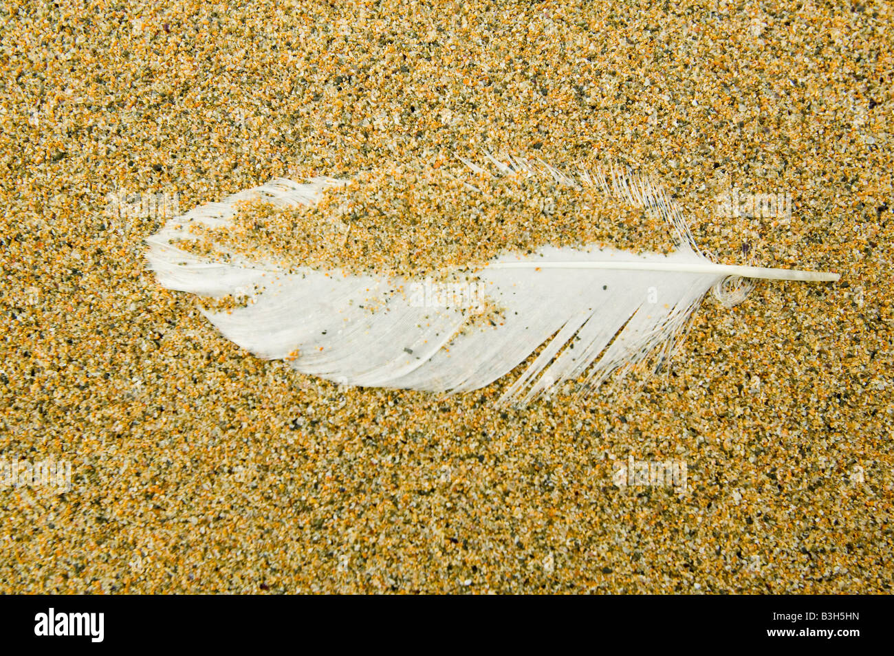 A gull feather washed up on the beach at Bedruthan steps Cornwall UK ...