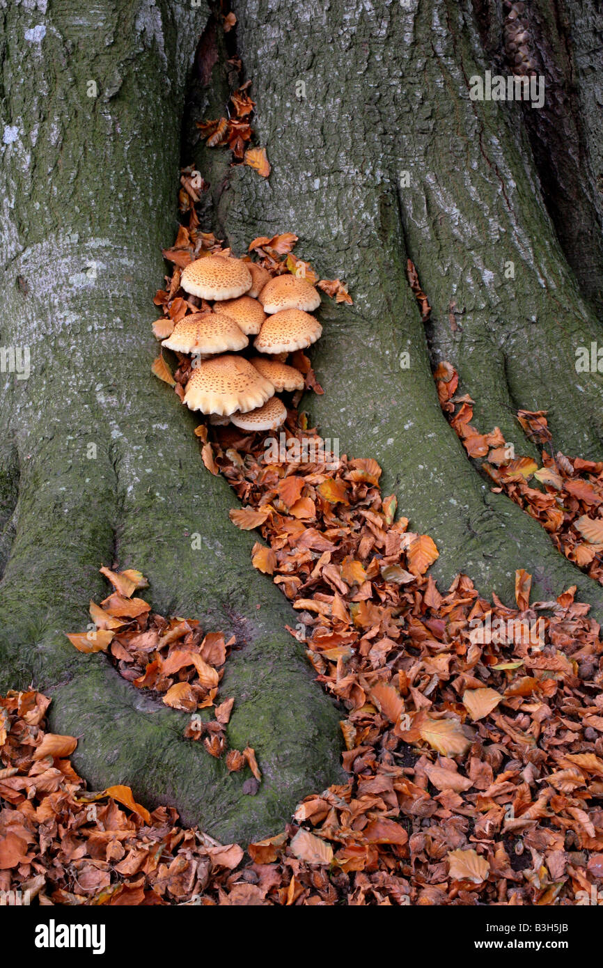 Fungi on beech tree Stock Photo - Alamy