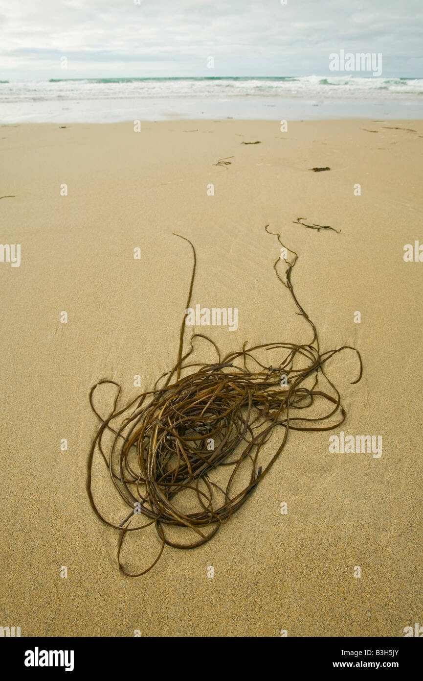 Seaweed on steps hi-res stock photography and images - Alamy