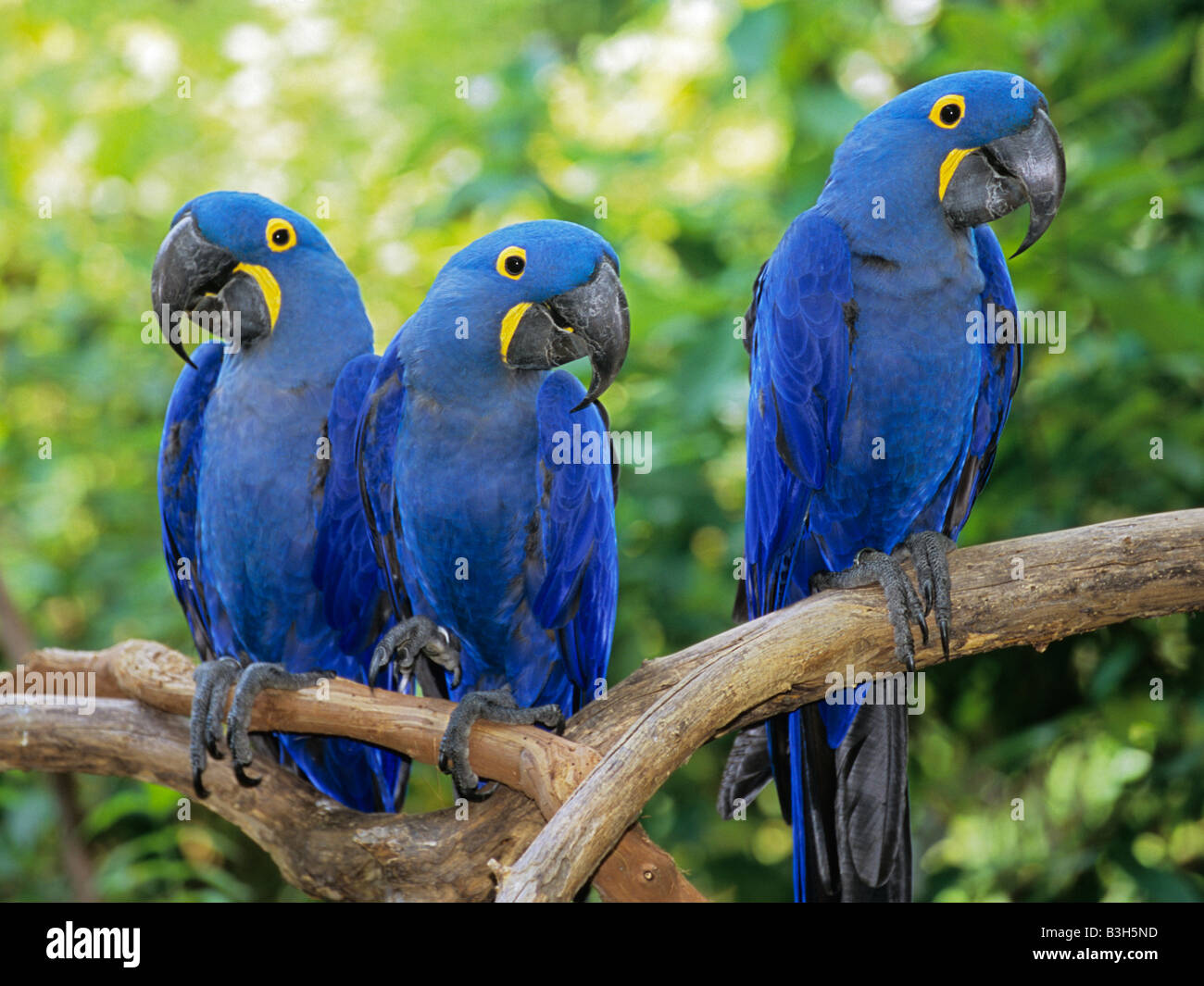 Anodorhynchus hyacinthinus hi-res stock photography and images - Alamy