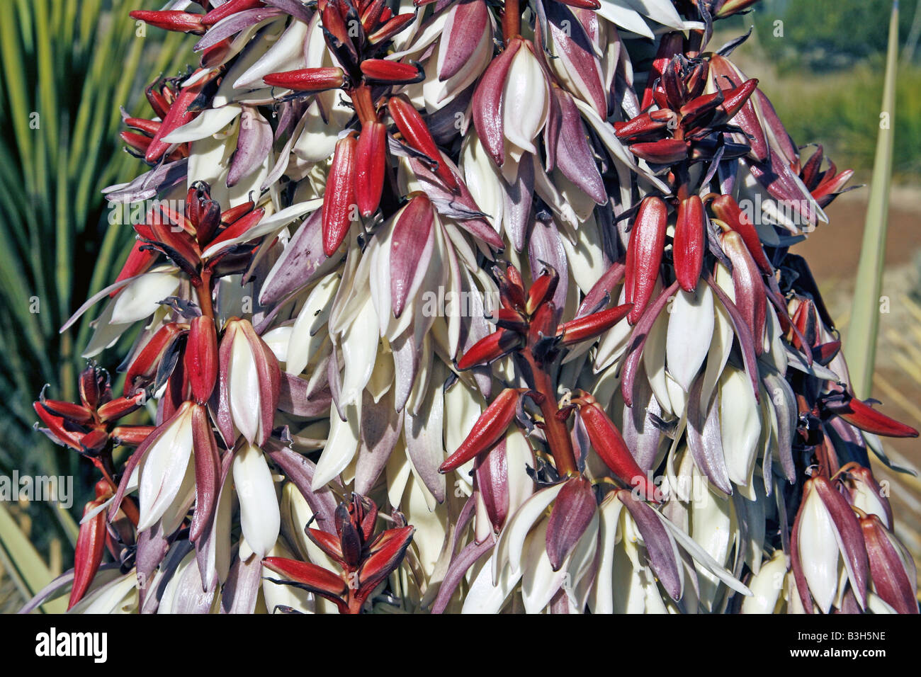 Torrey Yucca Yucca torreyi Stock Photo - Alamy