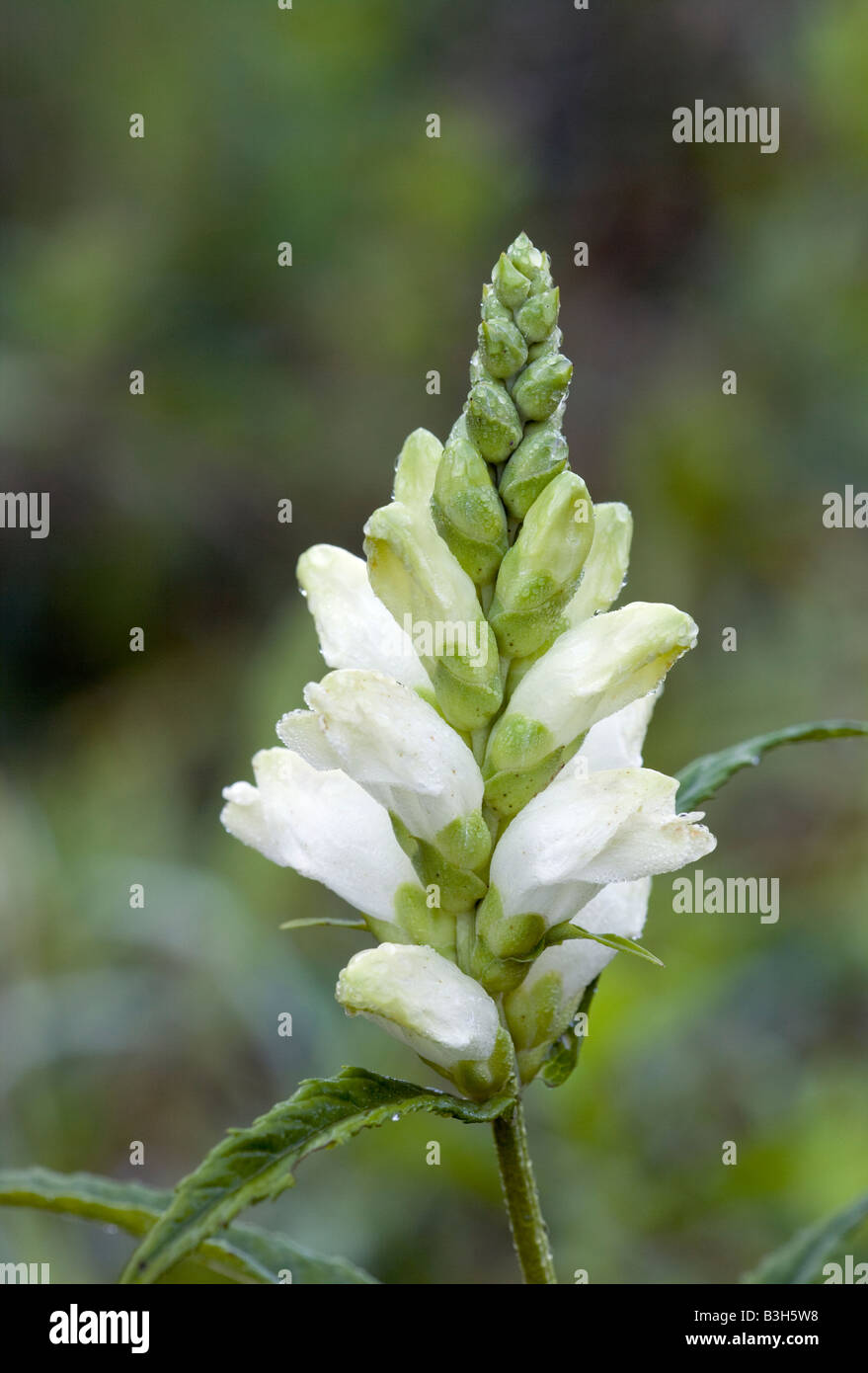 White turtlehead flower hi-res stock photography and images - Alamy