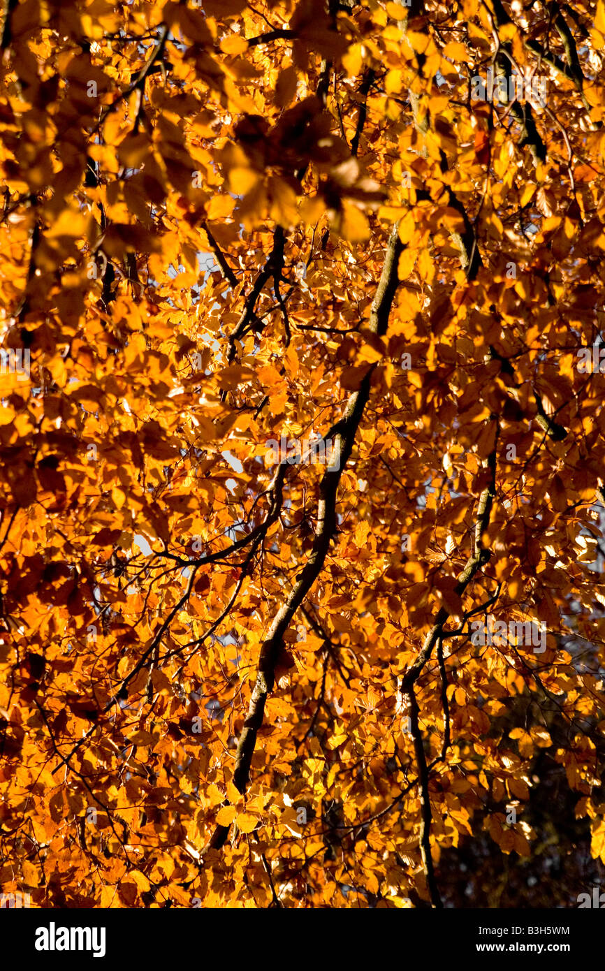 A canopy of golden leaves on a tree in Autumn (Fall Stock Photo - Alamy