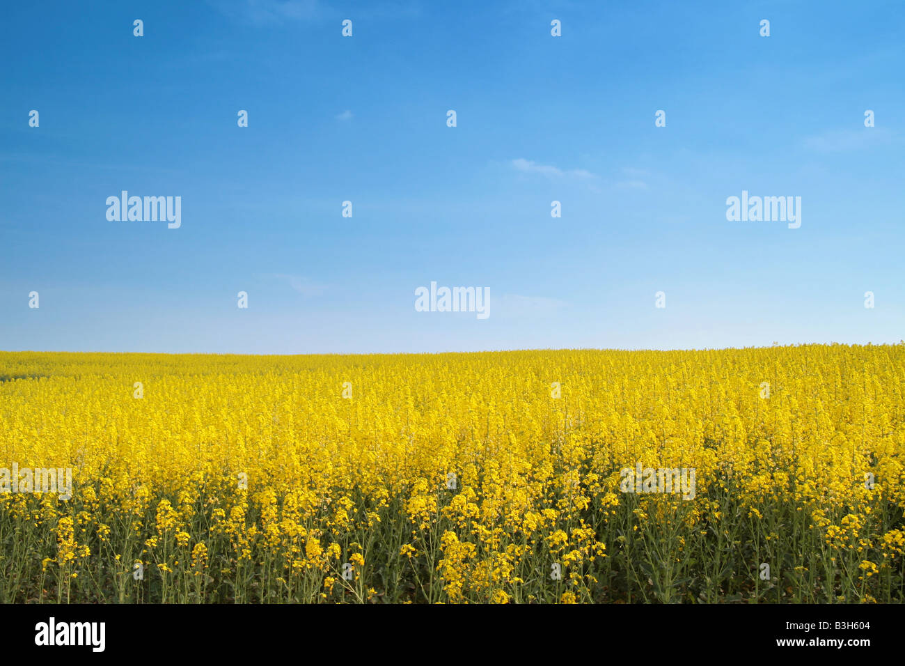 Rapeseed oil fuel hi-res stock photography and images - Alamy