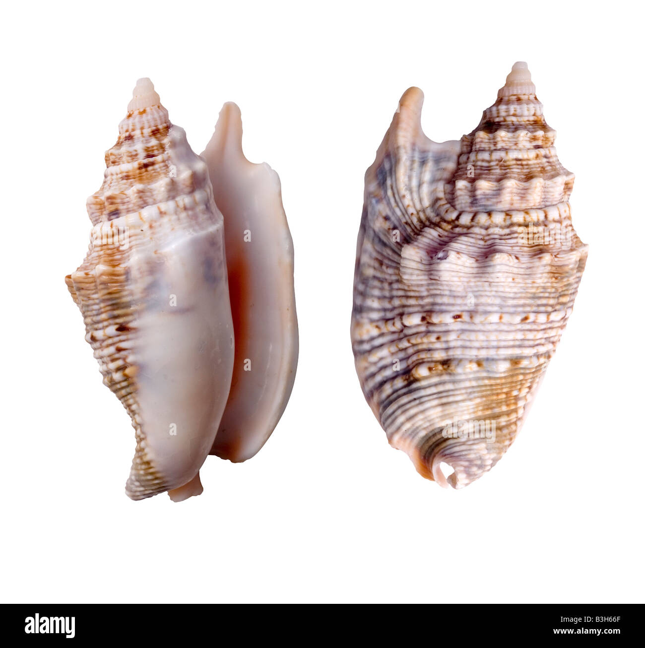 sea shell front and back isolated on white Stock Photo - Alamy