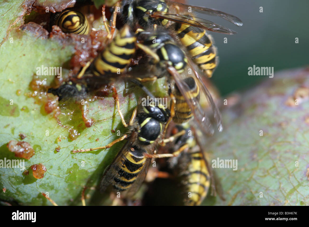 wasps feeding on apples Stock Photo - Alamy