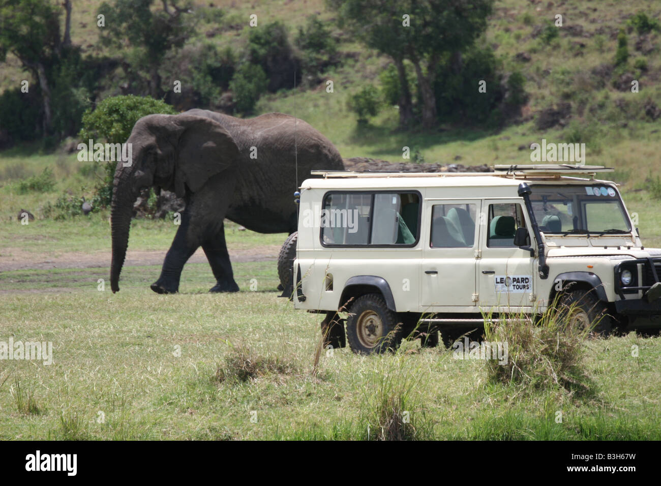 Elephant walking past a safari vehicle Stock Photo - Alamy