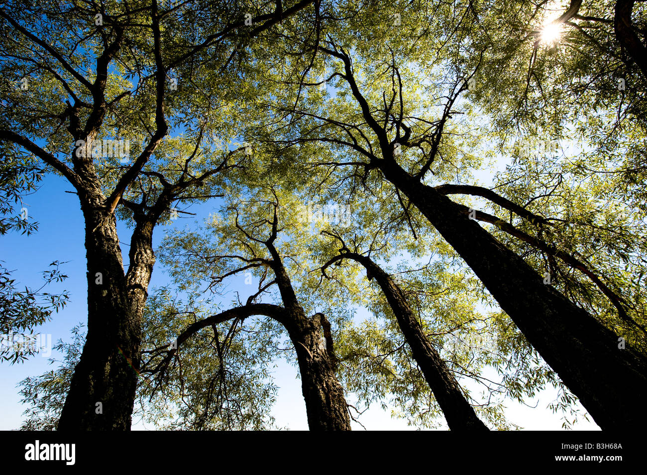 Four large deciduous trees reach towards a bright blue summers sky ...