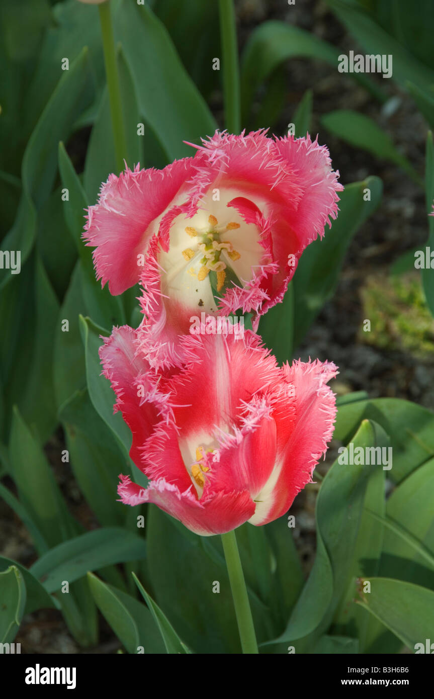 Rose tulipes hi-res stock photography and images - Alamy
