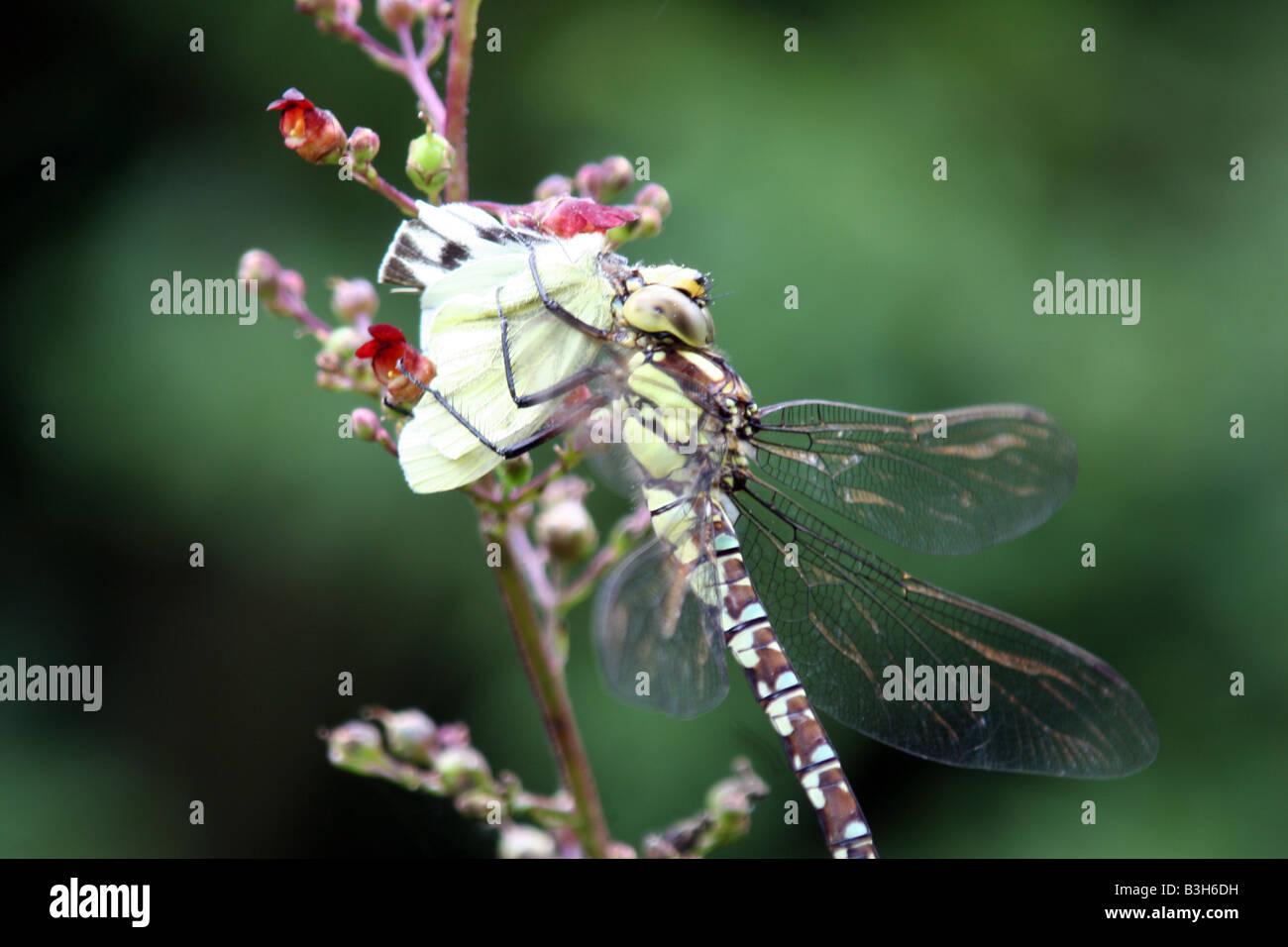 southern hawker dragonfly eating butterfly Stock Photo - Alamy