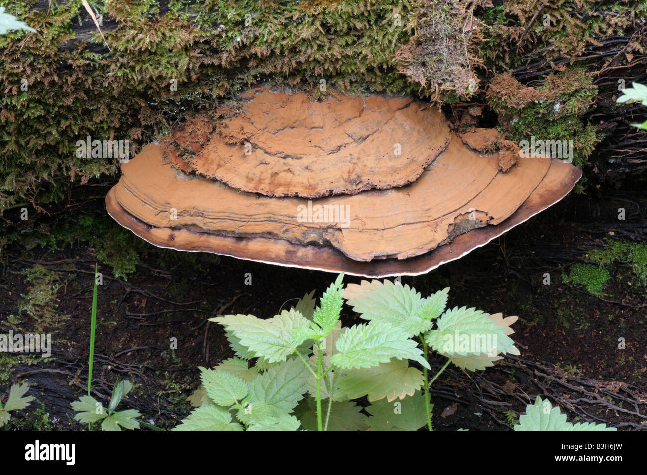 Southern Bracket =- Ganoderma australe Stock Photo - Alamy