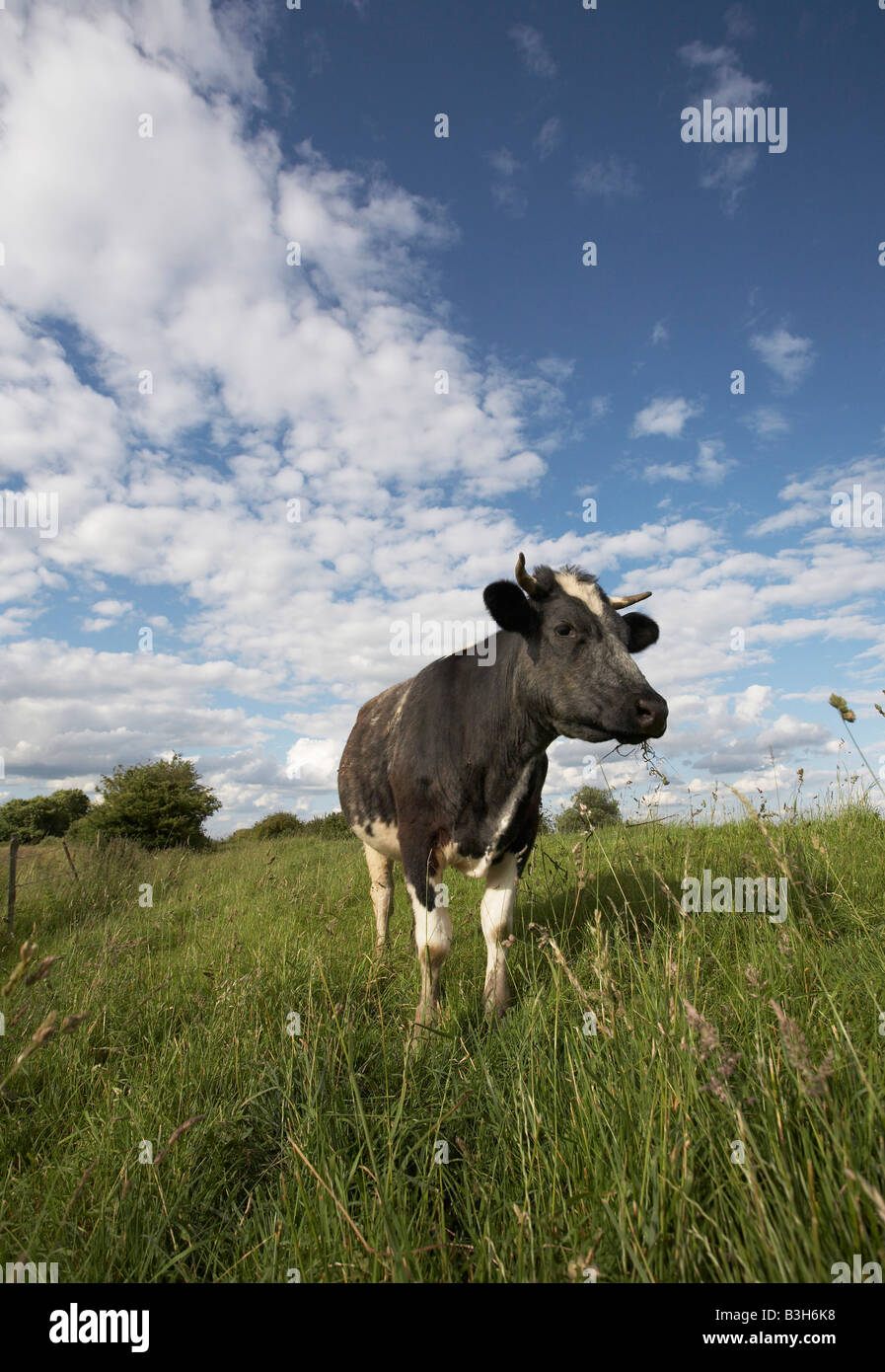 Bullock cow cattle hi-res stock photography and images - Alamy