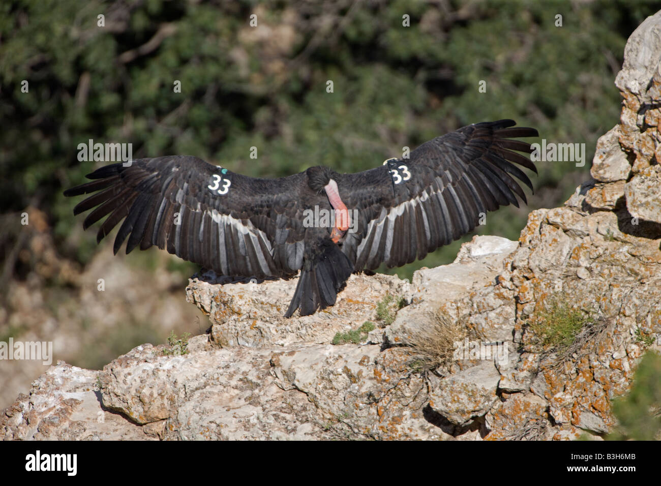 California Condor (Gymnogyps californianus) Sunning on rock - Arizona ...