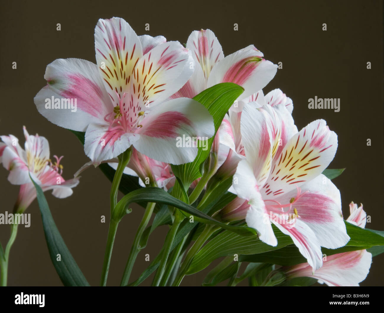 Inca lily hi-res stock photography and images - Alamy