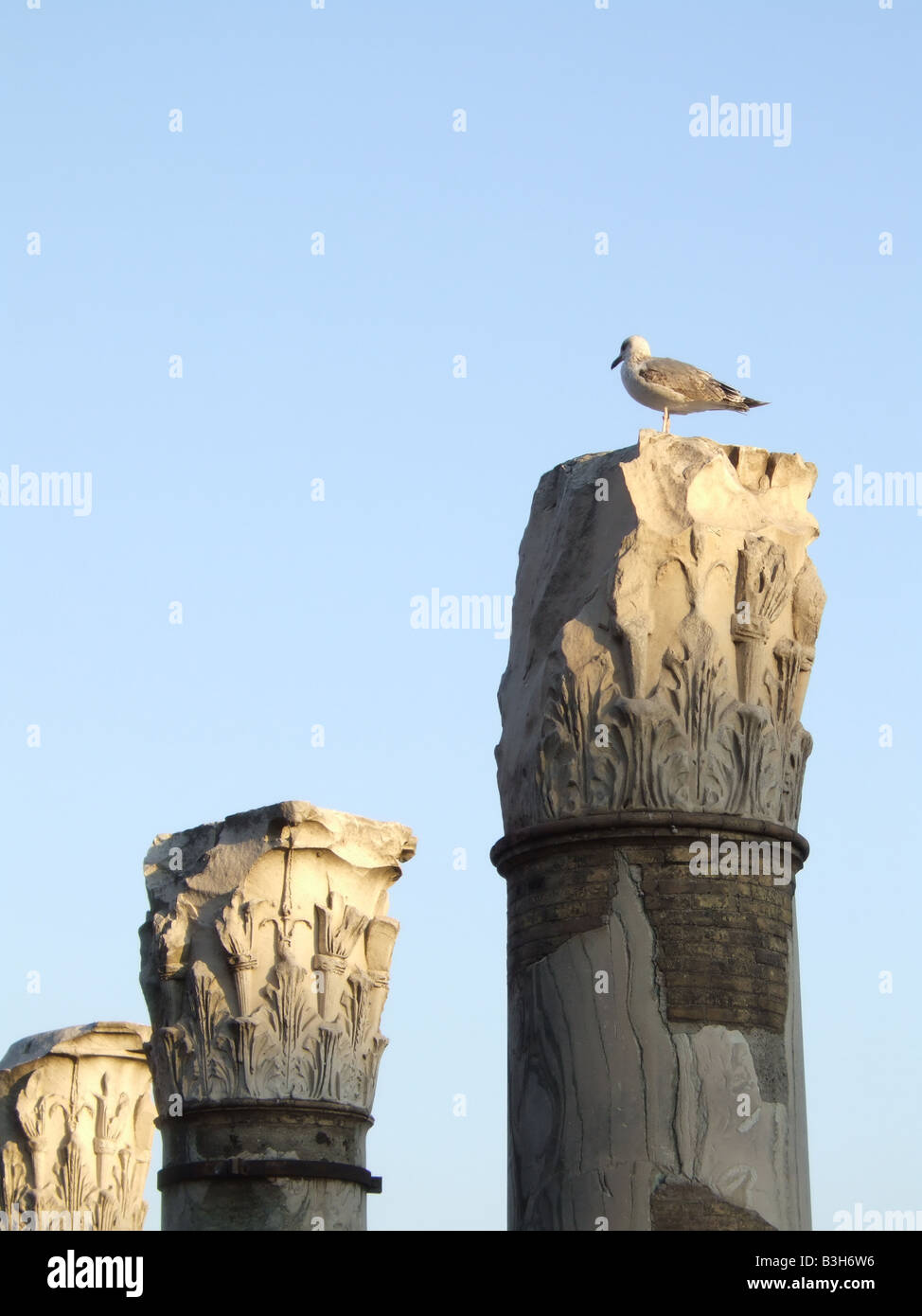 one bird on top of high column by theTrajan Forum Rome Stock Photo - Alamy