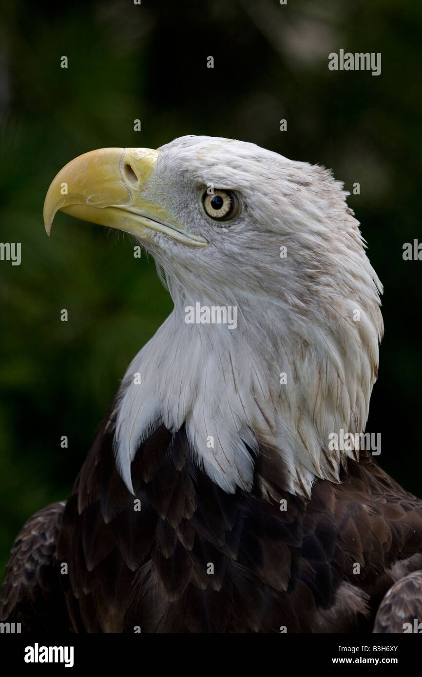 Our national bird hi-res stock photography and images - Alamy