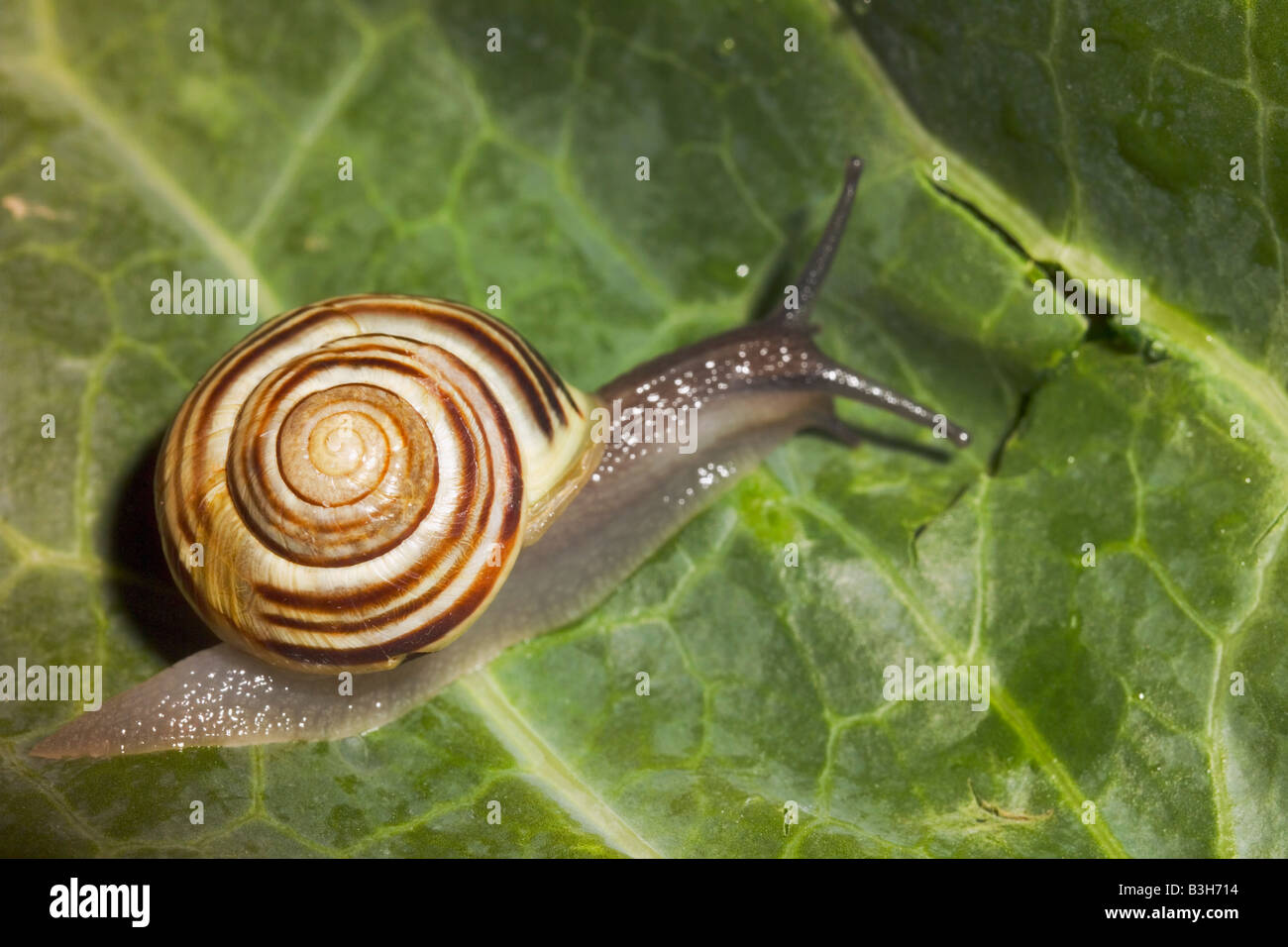 White lipped banded snail Cepaea hortensis Shell colour variable can be ...