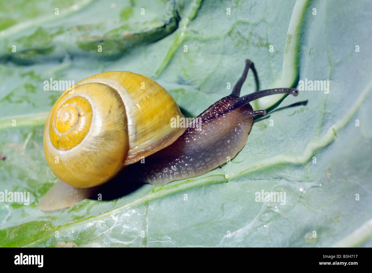 White lipped banded snail Cepaea hortensis Shell colour variable can be ...