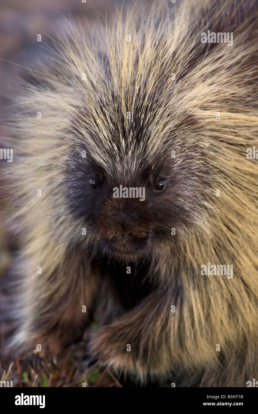 Porcupine Erethizon dorsatum Alaska Stock Photo - Alamy