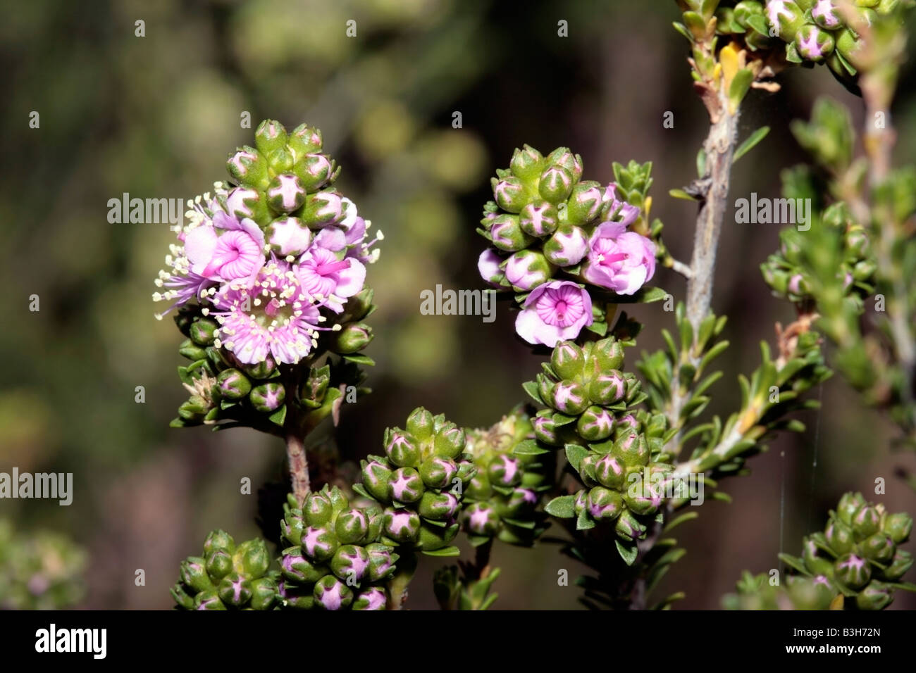 Kunzea australian native flora hi-res stock photography and images - Alamy