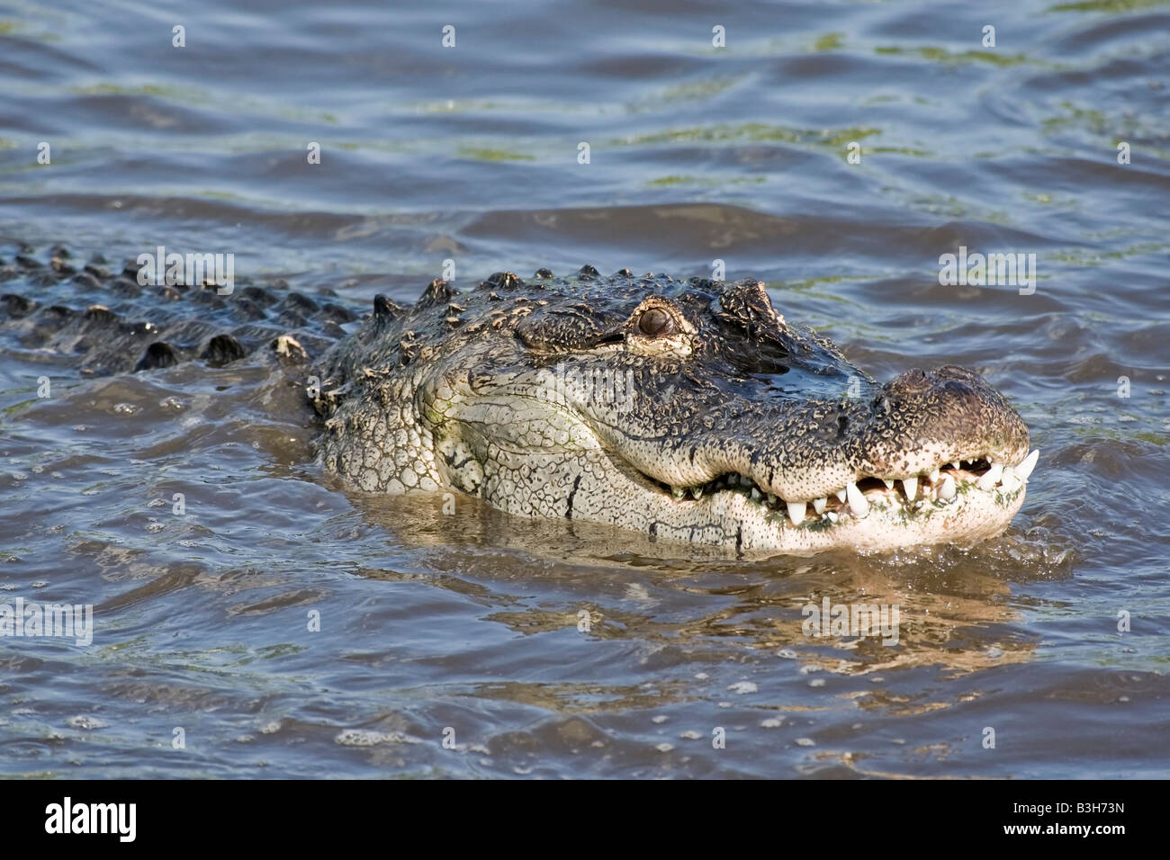 A close up of the head of an American Alligator Stock Photo - Alamy
