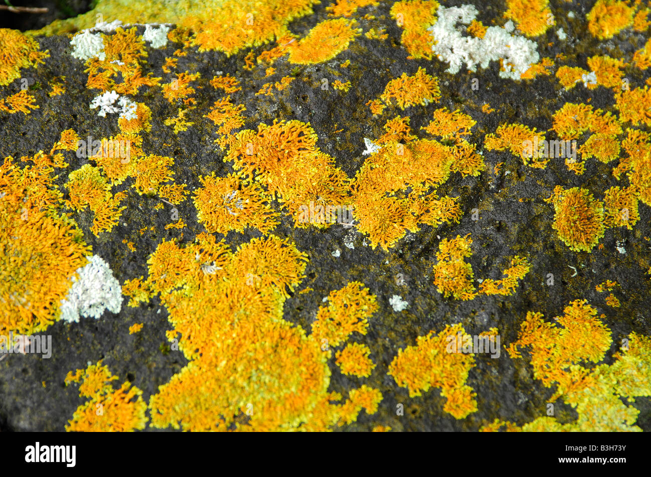 Yellow lichen on granite stone Stock Photo - Alamy