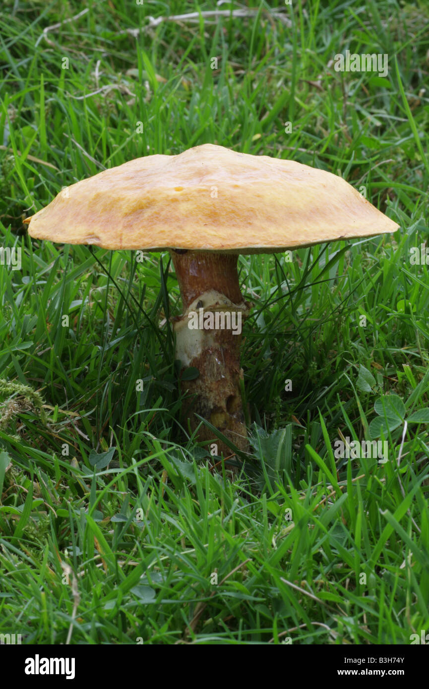 Larch Bolete - Suillus grevillei Stock Photo - Alamy