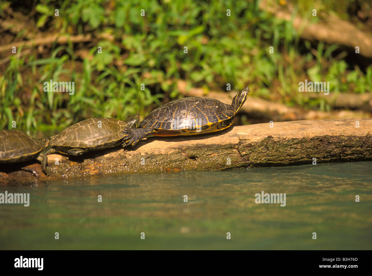 ARKANSAS OZARKS Turtles sunning on rivers edge Buffalo National River U ...