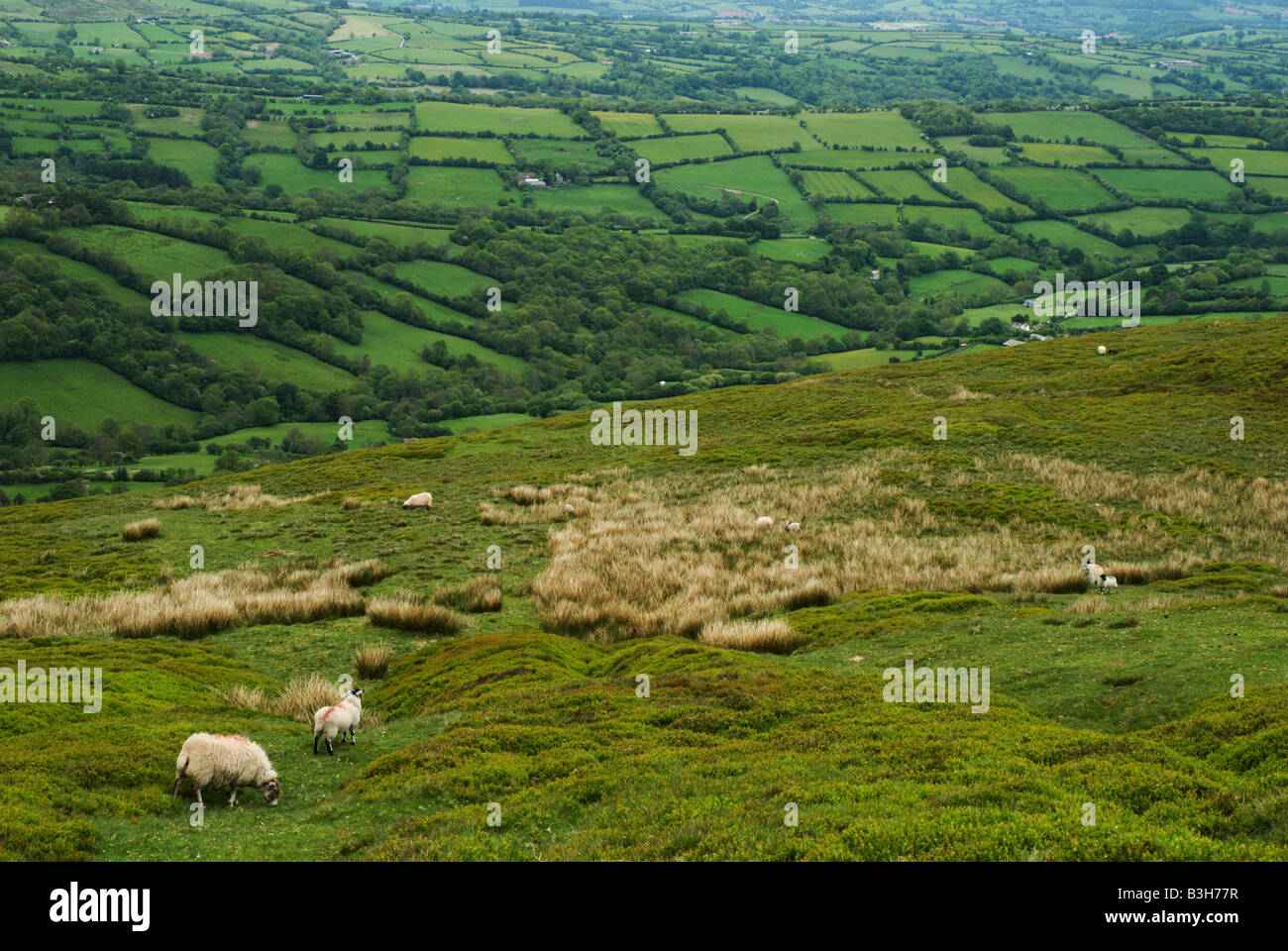 Sheep graze on the high moor above the tiny fields in the Welsh Border ...