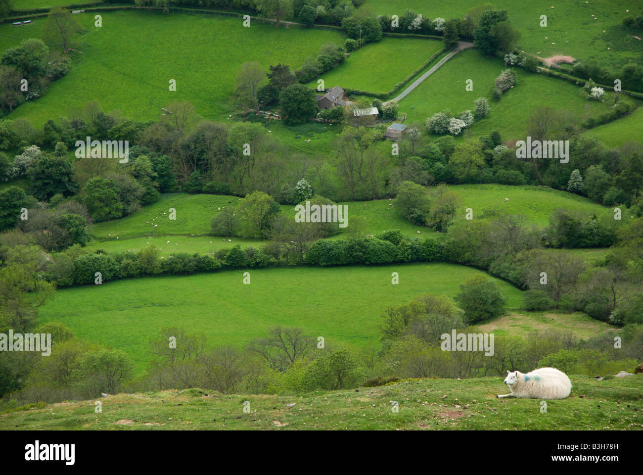 Welsh sheep farms hay hi-res stock photography and images - Alamy