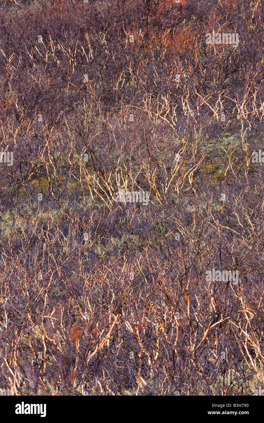 Willow alaska hi-res stock photography and images - Alamy
