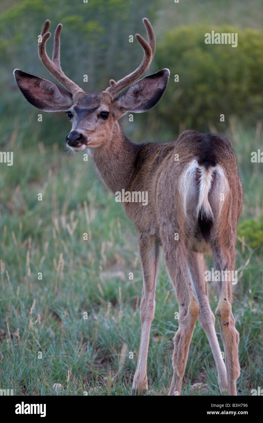 Mule Deer (Odocoileus hemionus) Arizona USA Buck in velvet in field ...