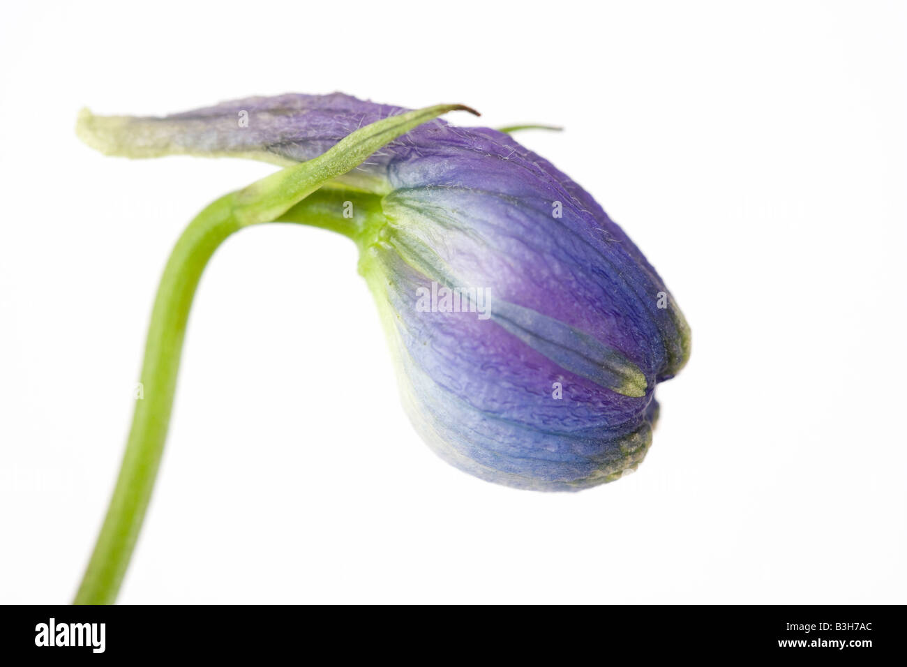 Single blue Delphinium flower bud against a plain white background ...