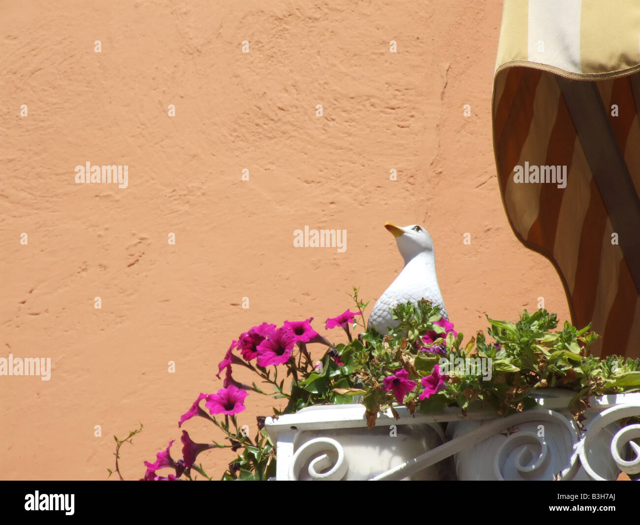 Gull With Pot Plants High Resolution Stock Photography and Images - Alamy