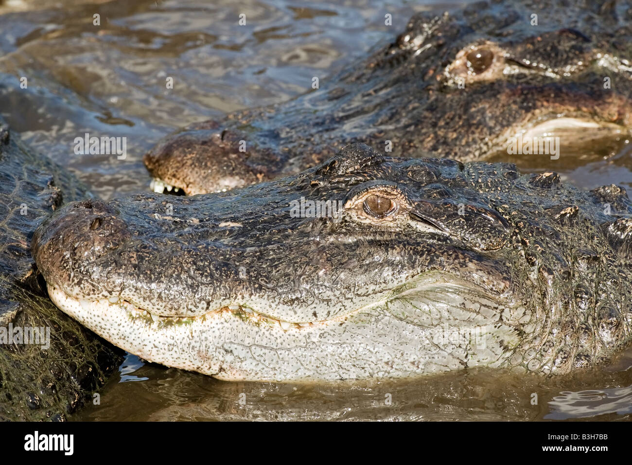 American alligator feeding hi-res stock photography and images - Alamy