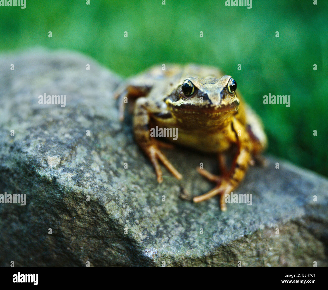 Closeup of frog uk british isles hi-res stock photography and images ...