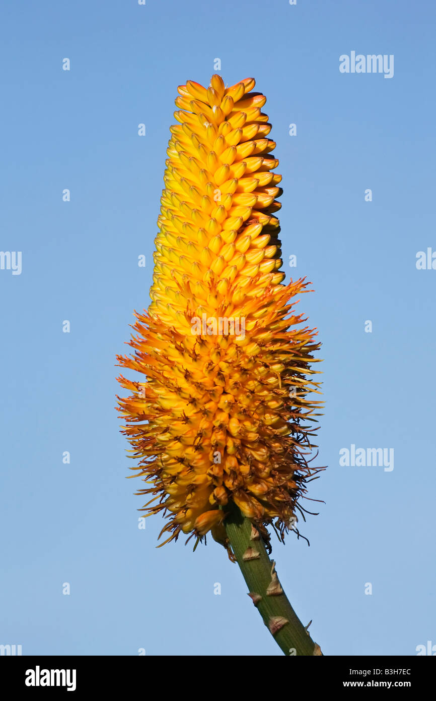 Aloe hi-res stock photography and images - Alamy