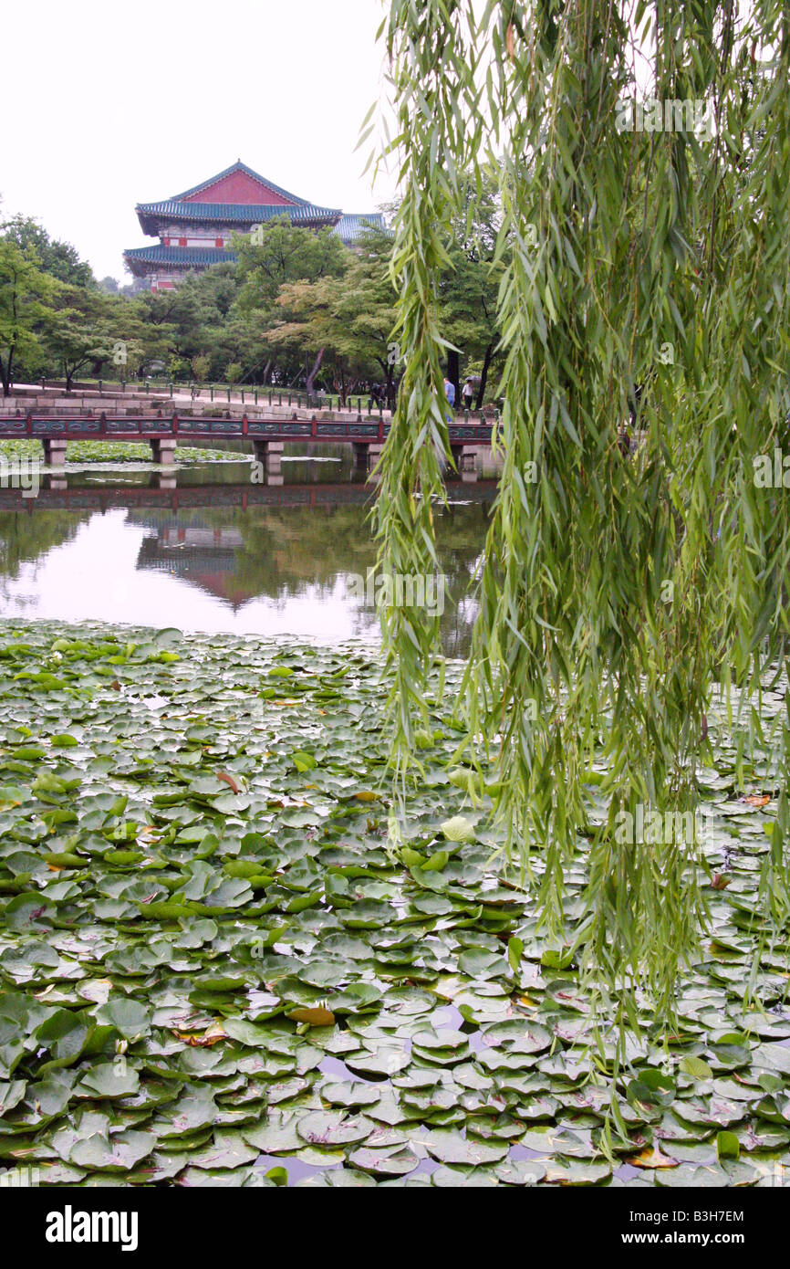 Weeping willow tree over the Hyangwonji pond filled with lotus flowers ...