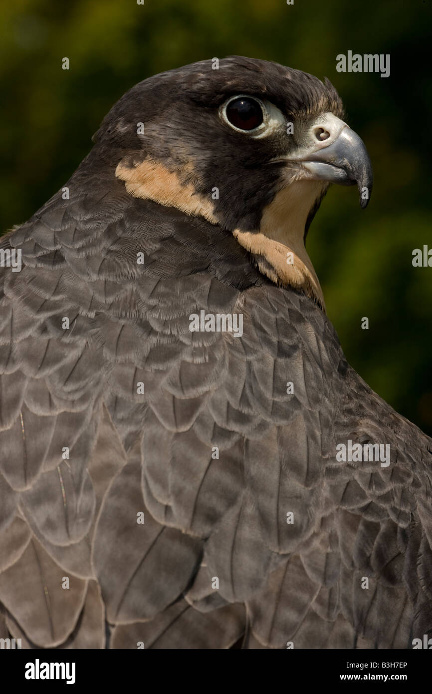 Falcon profile hi-res stock photography and images - Alamy