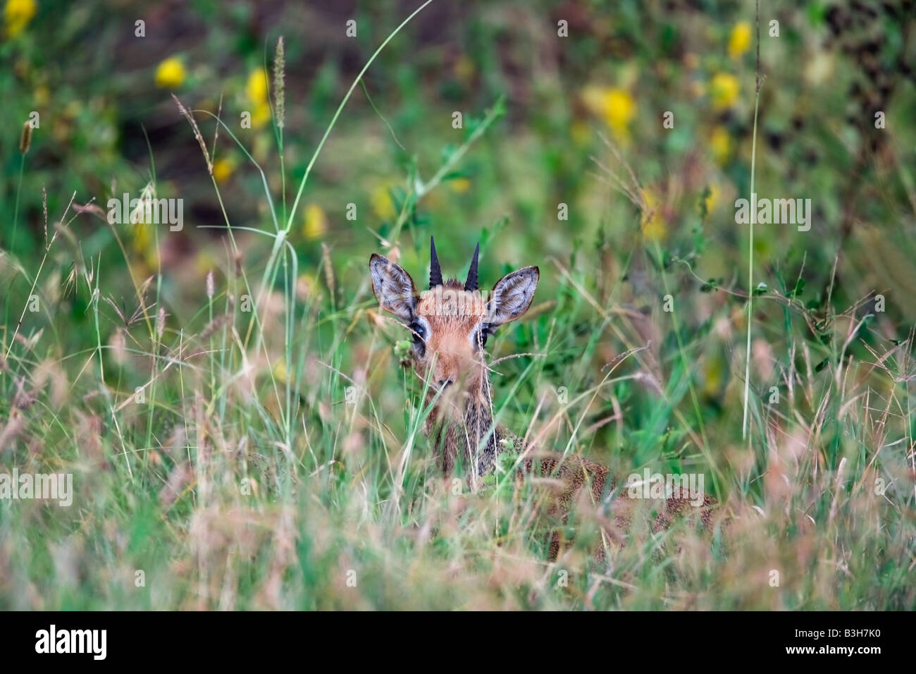 Dwarf gazelle hi-res stock photography and images - Alamy