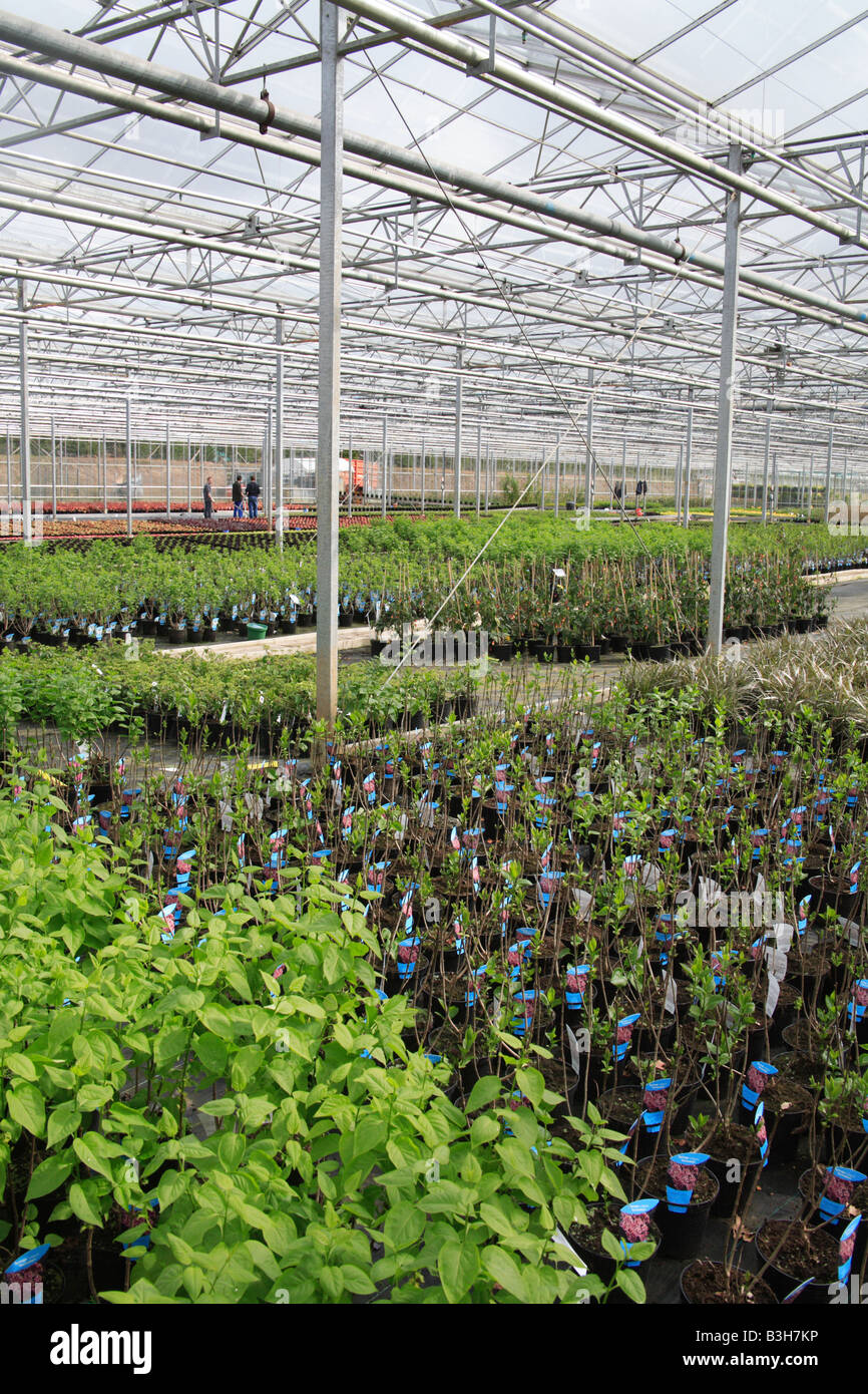 commercial garden plant growing greenhouse Stock Photo - Alamy