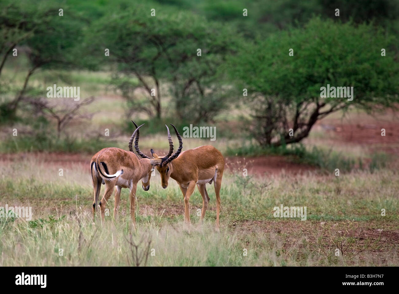 Animal duel hi-res stock photography and images - Alamy