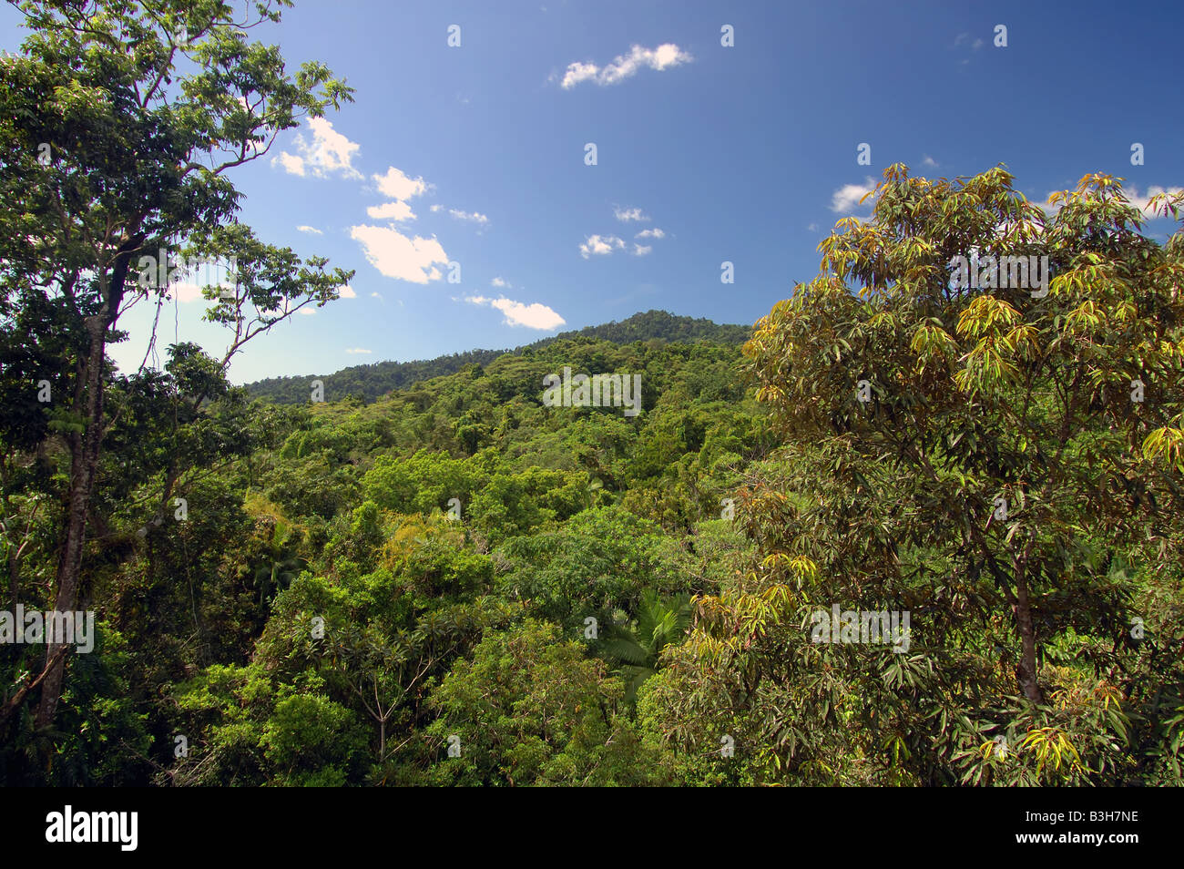 View over rainforest canopy, Daintree National Park, Queensland ...