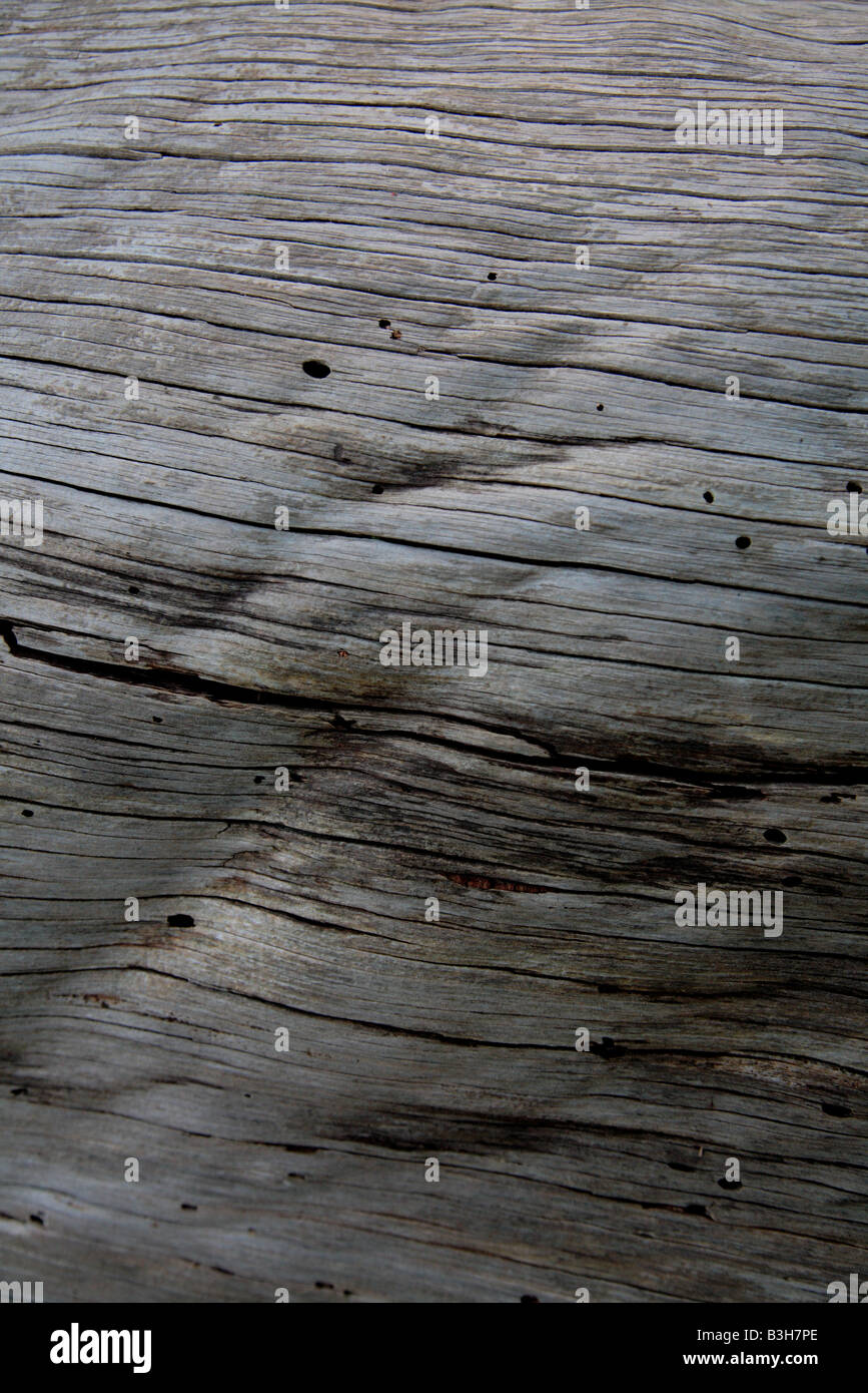 Tree bark grain with wood termite holes Stock Photo - Alamy