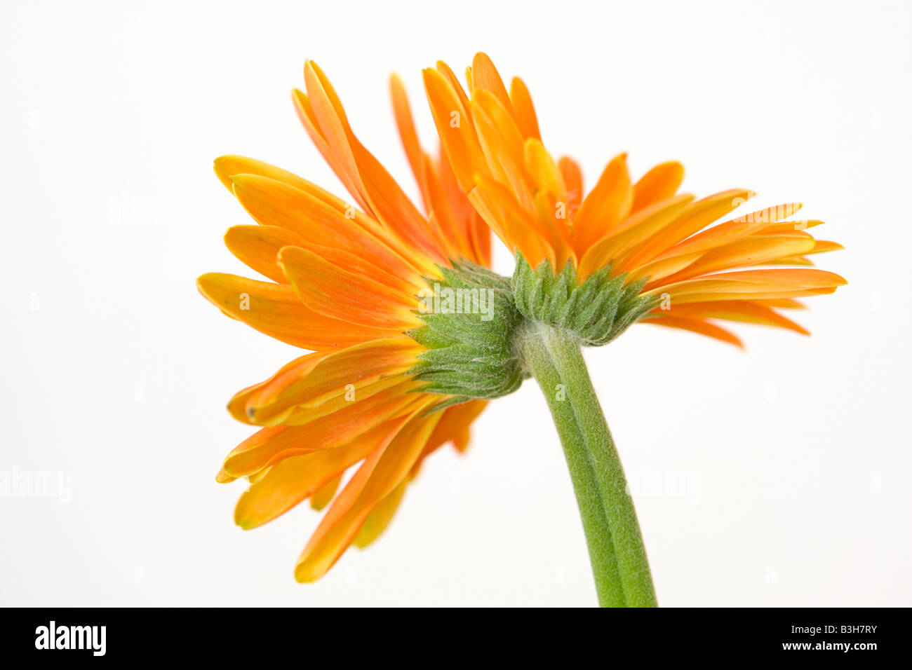 Double headed daisy hi-res stock photography and images - Alamy