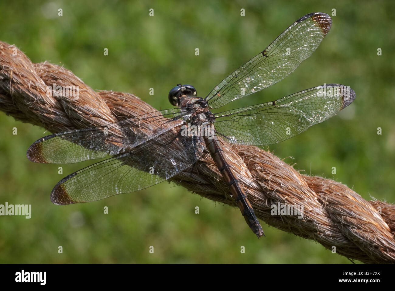 A female Great Blue Skimmer perches on a taut rope in North Carolina ...