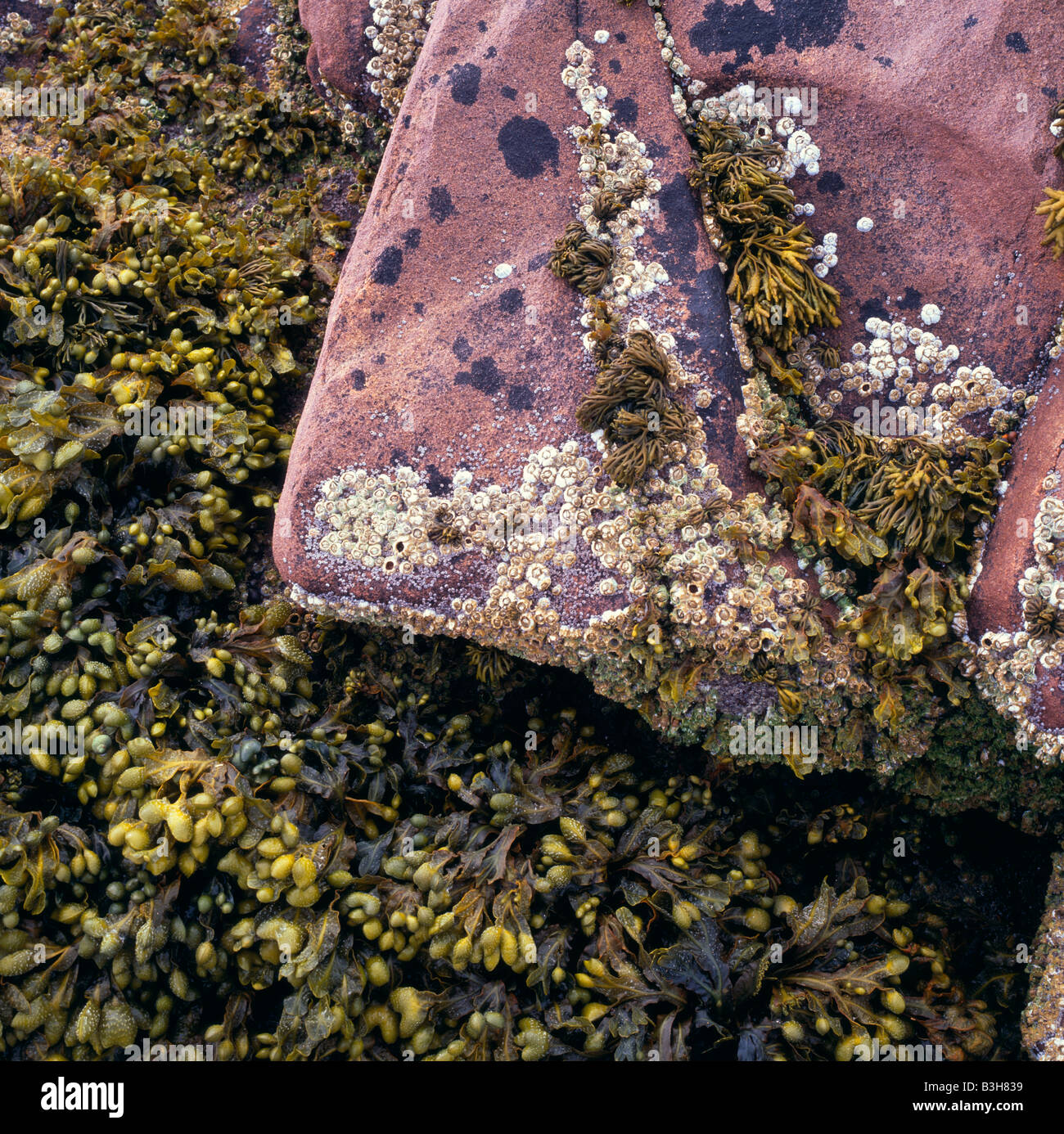 Seaweed and rocks on a beach in Firemore, Wester Ross, Scotland Stock ...